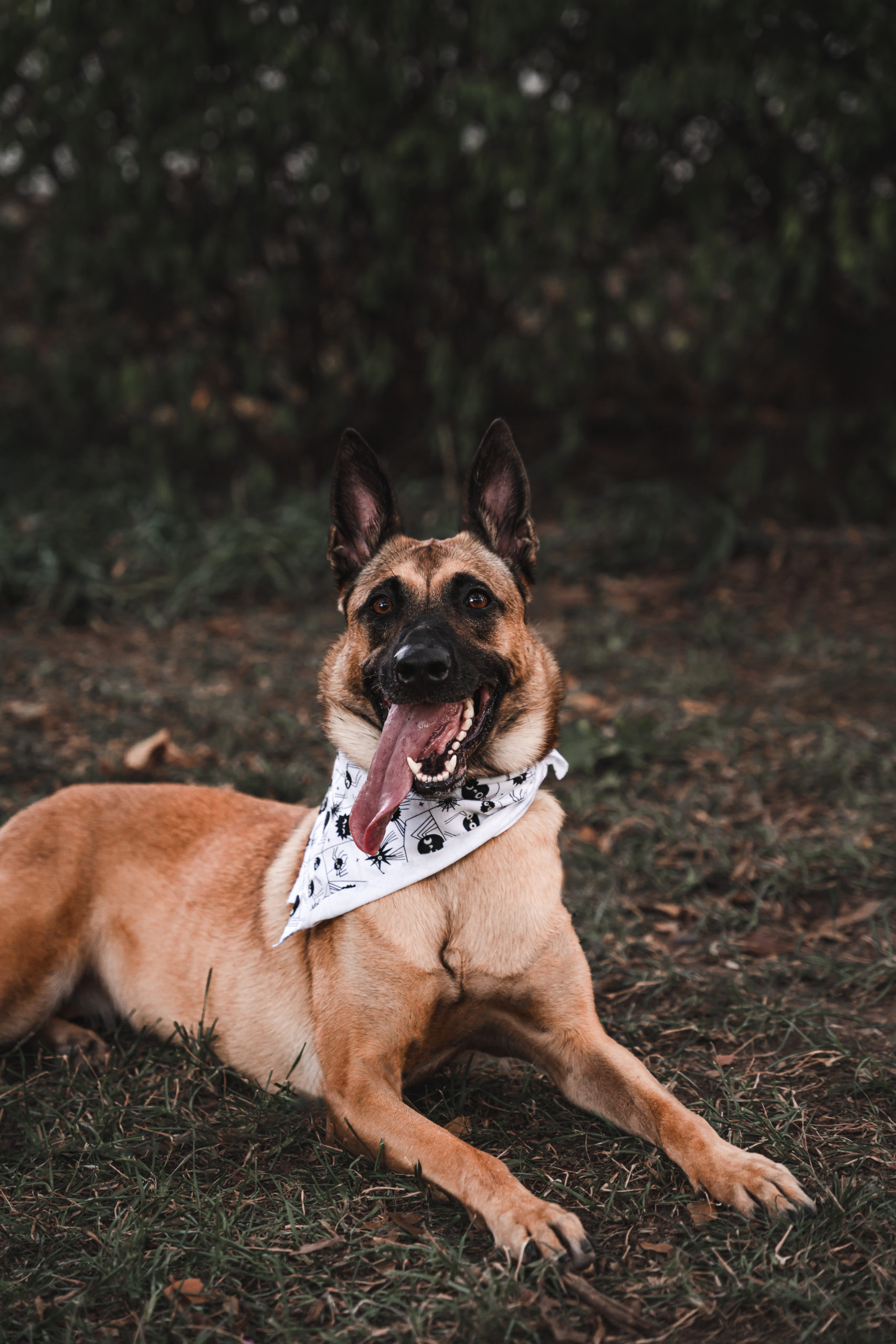 About - Telltail Dog Training