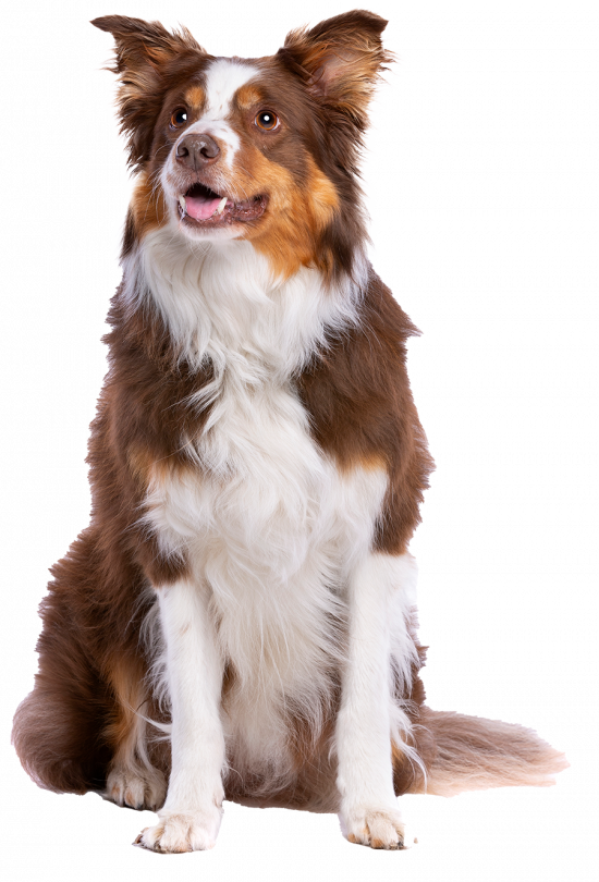 Home - Telltail Dog Training